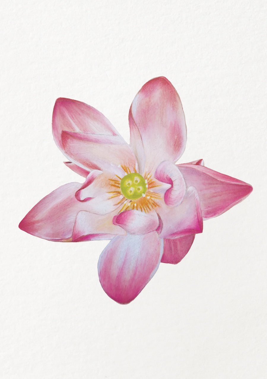Water Lily - July Birthflower – Shan Kerr Studio